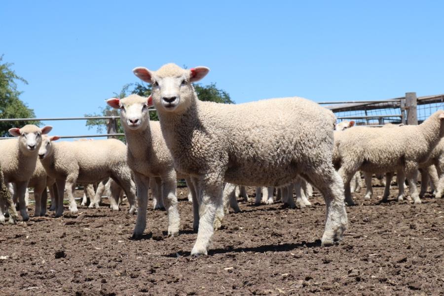 Lot 224 - 210 Wether Suckers | AuctionsPlus