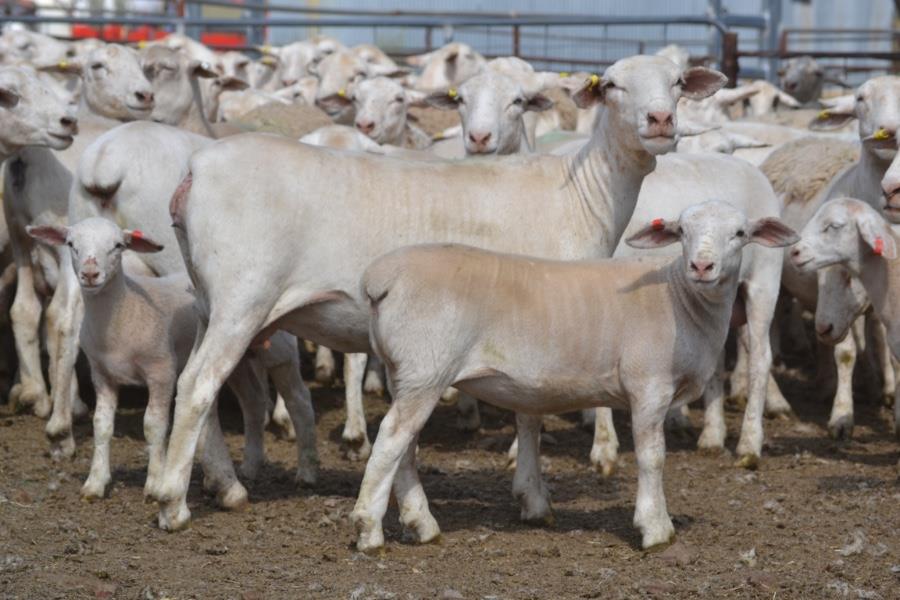 Lot 675 - 145 Station Mated Ewes & 50 Lambs | AuctionsPlus