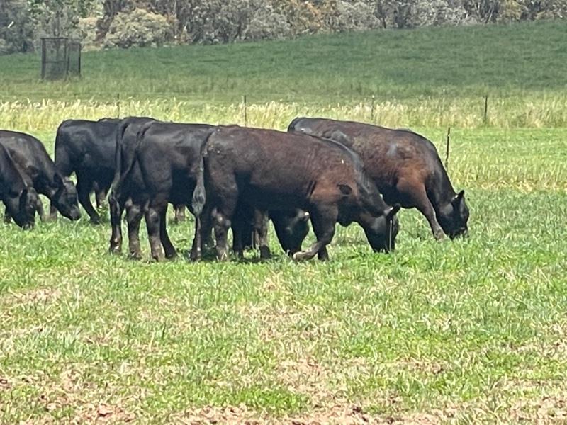 Pen 21 - 24 Unweaned Steers | AuctionsPlus