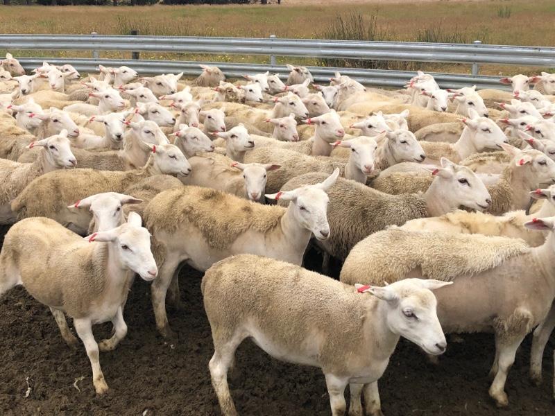 Lot 15 - 262 Ewe Lambs | AuctionsPlus