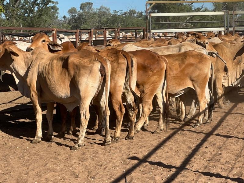 Lot 100 - 88 PTIC Cows | AuctionsPlus