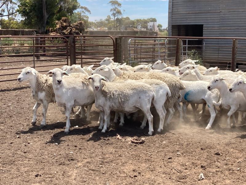Lot 743 - 20 Ewes | AuctionsPlus