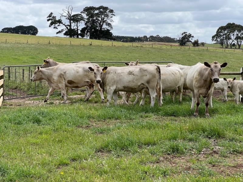 Lot 528 - 7 NSM Heifers & 7 Calves | AuctionsPlus