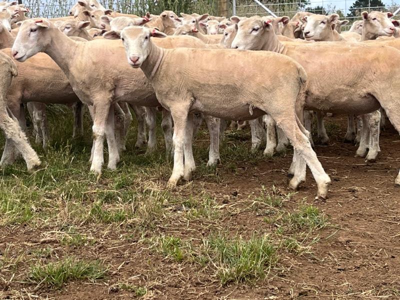 Lot 499 125 Mixed Sex Store Lambs Auctionsplus