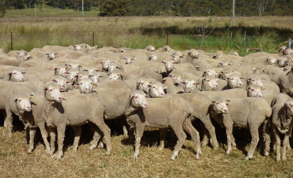 Lot 668 - 280 Woolgrower Wether Hoggets | AuctionsPlus
