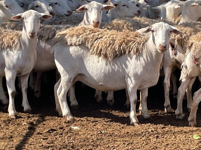 Lot 664 - 286 NSM Ewes | AuctionsPlus