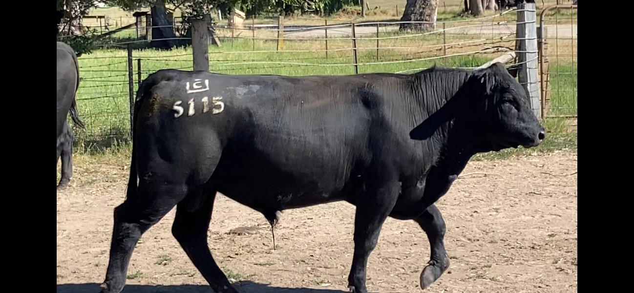 Lot 352 - 1 Stud Bull | AuctionsPlus