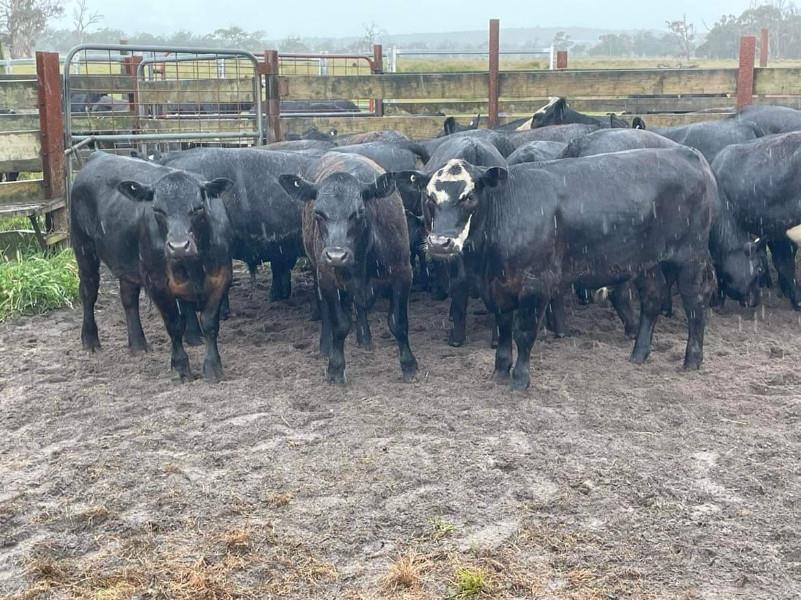 Lot 182 - 18 Unweaned Steers | AuctionsPlus