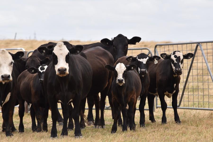 Lot 509 - 7 NSM Cows & 7 Calves | AuctionsPlus