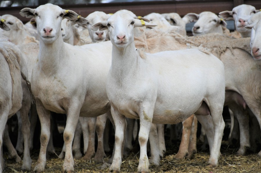 Lot 701 - 125 Station Mated Ewes & 125 Lambs | AuctionsPlus