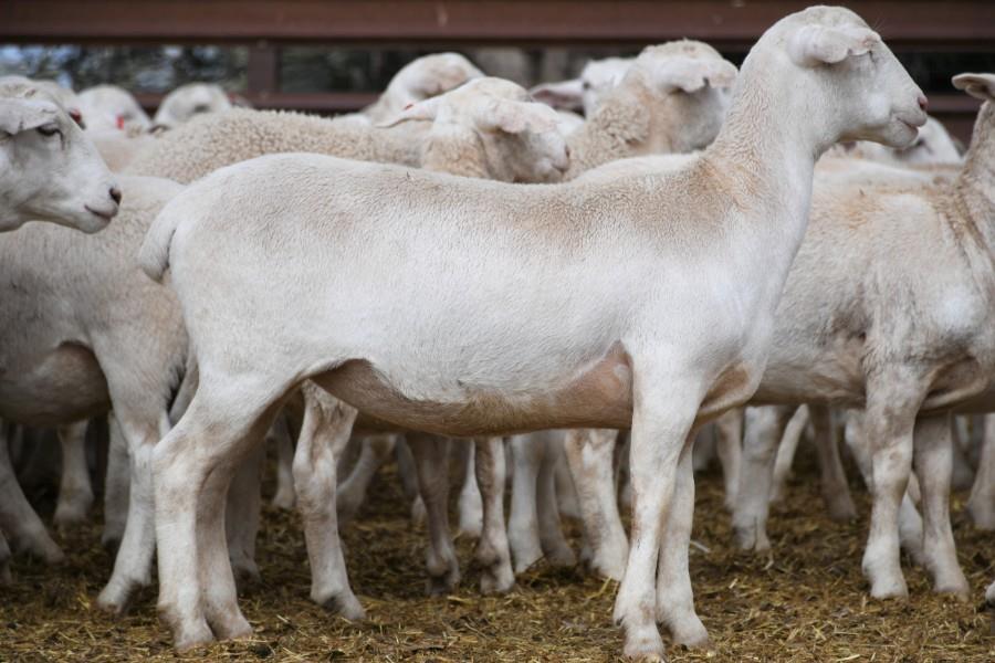 Lot 708 - 160 Future Breeder Ewe Lambs | AuctionsPlus