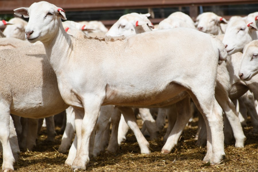 Lot 709 - 160 Future Breeder Ewe Lambs | AuctionsPlus