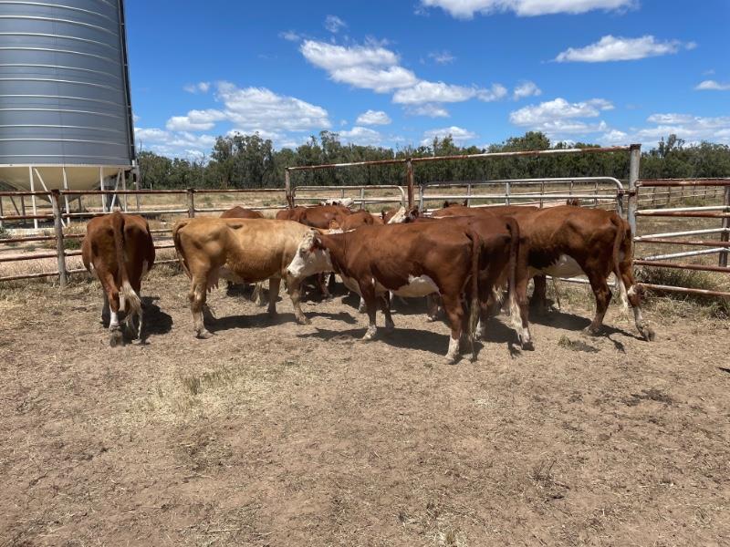 Lot 394 - 13 Station Mated Cows & 13 Calves | AuctionsPlus