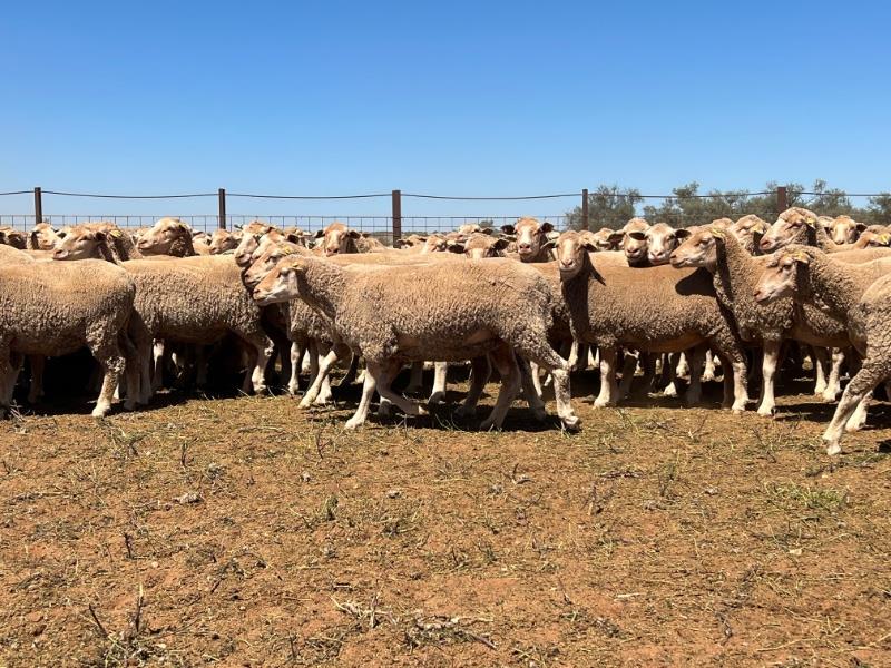 Lot 152 - 375 Station Mated Ewes & 95 Lambs | AuctionsPlus
