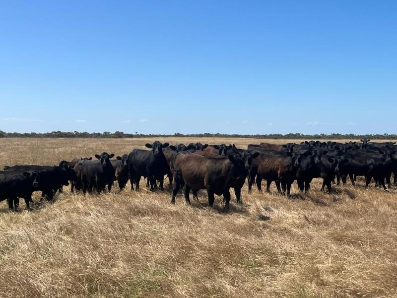 Nutrien Mt Barker Wa Special Angus Weaner Sale Auction 410