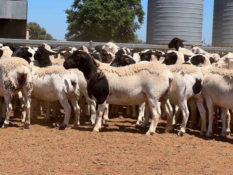 Lot 462 - 475 Station Mated Ewes | AuctionsPlus
