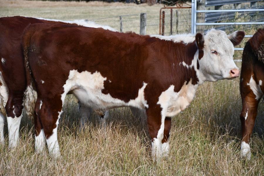 Lot 34 - 17 Weaned Steers | AuctionsPlus