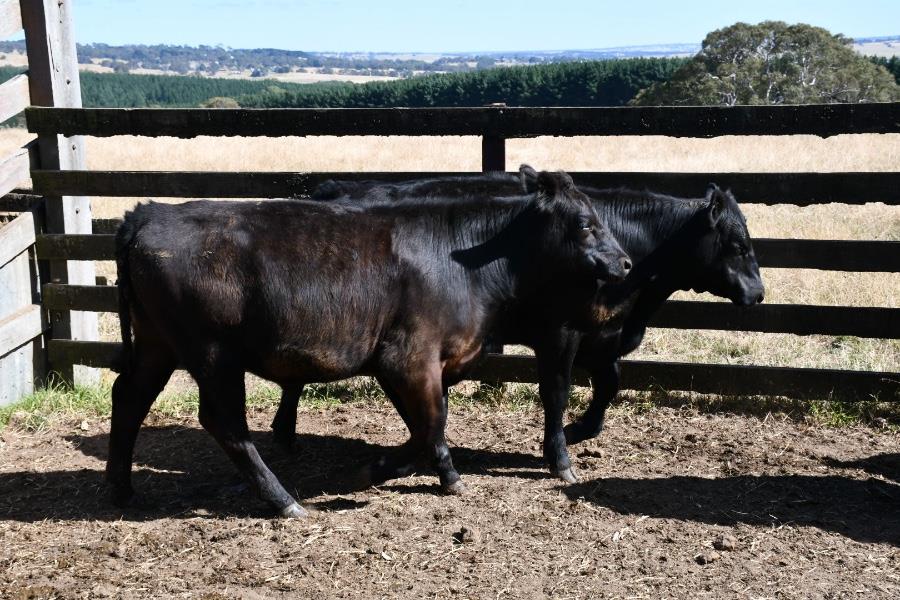 Lot 32 - 5 Weaned Steers | AuctionsPlus
