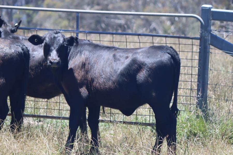 Lot 133 - 8 Unweaned Heifers | AuctionsPlus