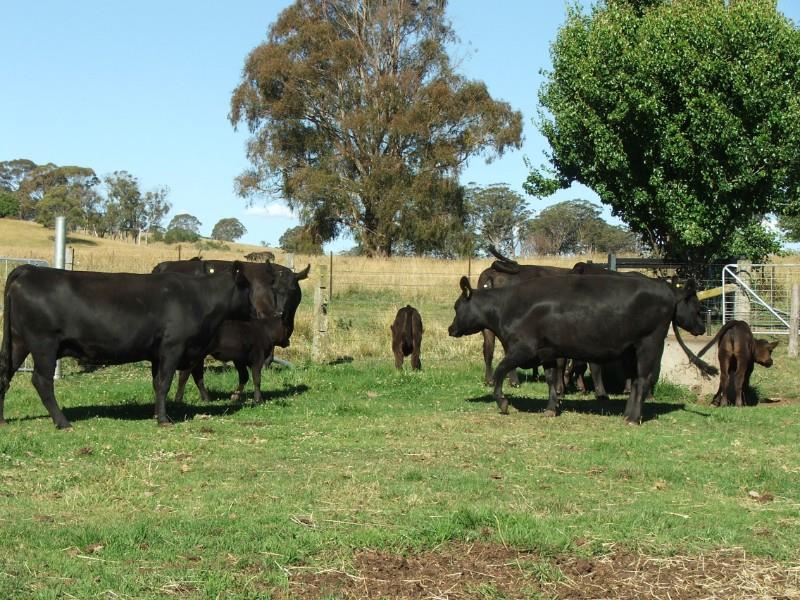 Lot 782 - 5 Station Mated Heifers & 5 Calves | AuctionsPlus