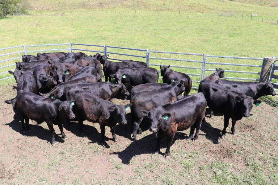 Lot 189 - 28 Unweaned Steers | AuctionsPlus