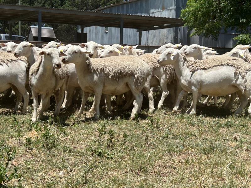 Lot 830 - 150 Station Mated Ewe Lambs | AuctionsPlus