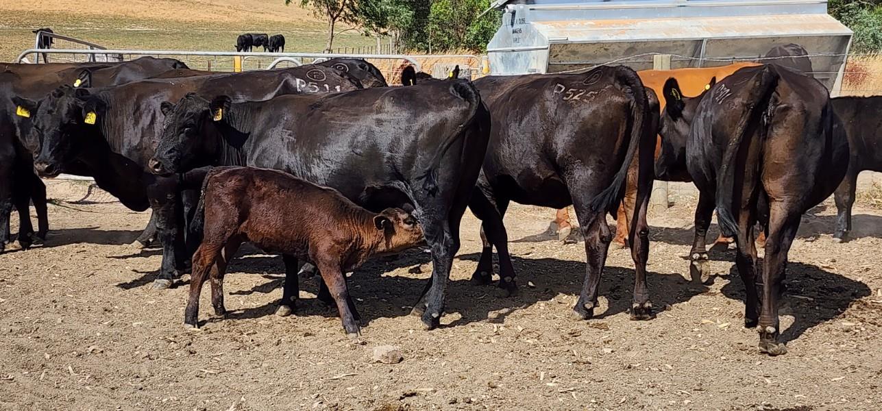 Lot 942 - 10 Cows & 10 Calves | AuctionsPlus