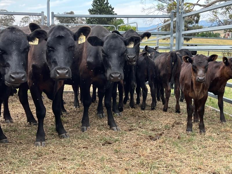 Lot 897 - 21 Station Mated Cows & 21 Calves | AuctionsPlus