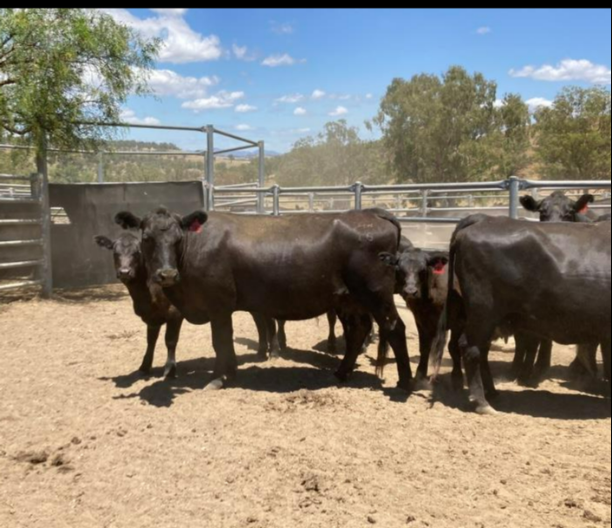 Lot 206 - 7 PTIC Cows & 7 Calves | AuctionsPlus