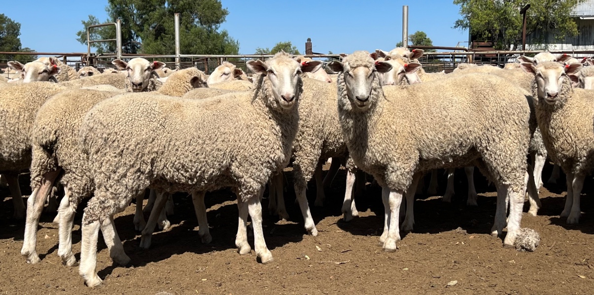 Lot 597 - 220 Future Breeder Ewe Lambs | AuctionsPlus