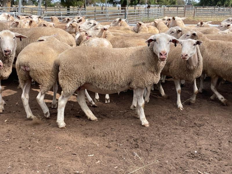 Lot 532 - 75 Station Mated Ewes | AuctionsPlus