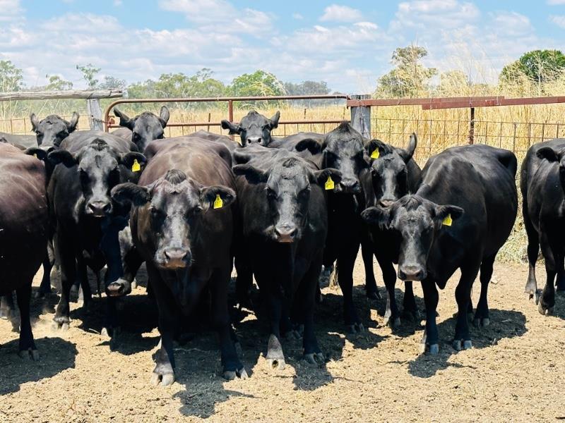 Lot 143 - 18 Cows & 19 Calves | AuctionsPlus