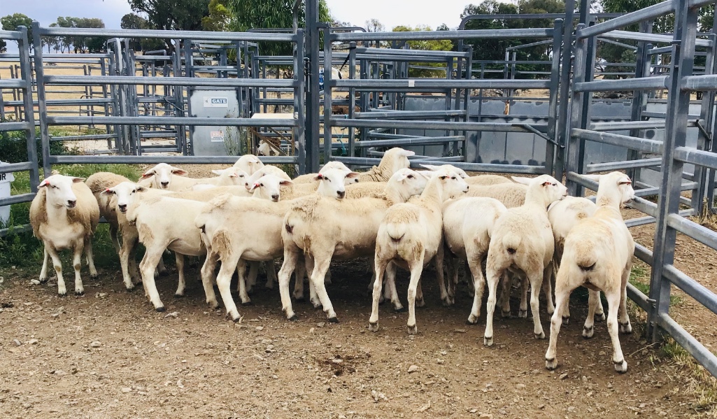 Lot 212 - 22 NSM Ewes | AuctionsPlus