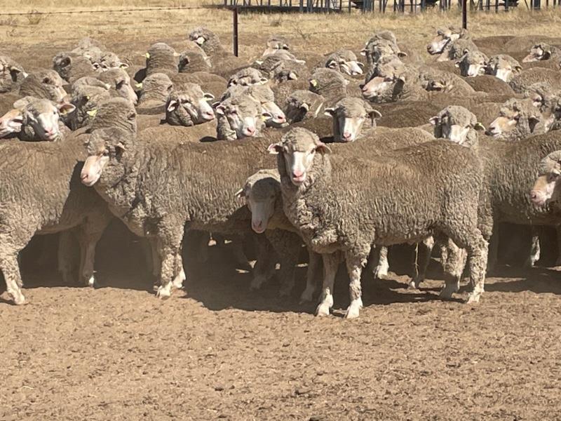 Lot 391 - 310 Ewe Hoggets & Lambs | AuctionsPlus