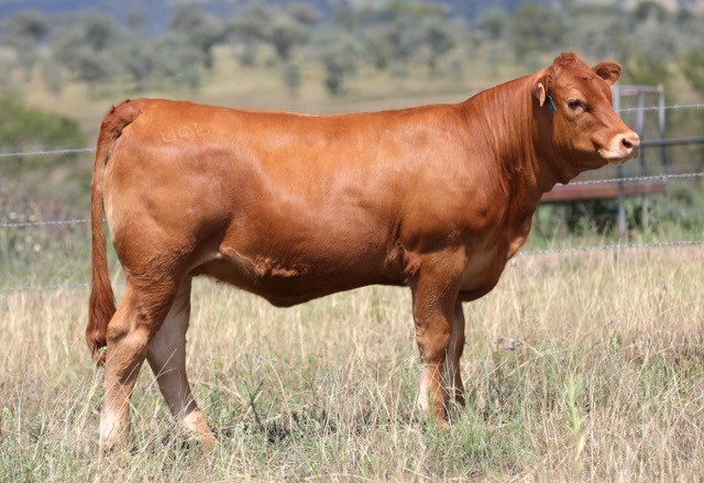 Lot 16 - 1 Yearling Heifer | AuctionsPlus