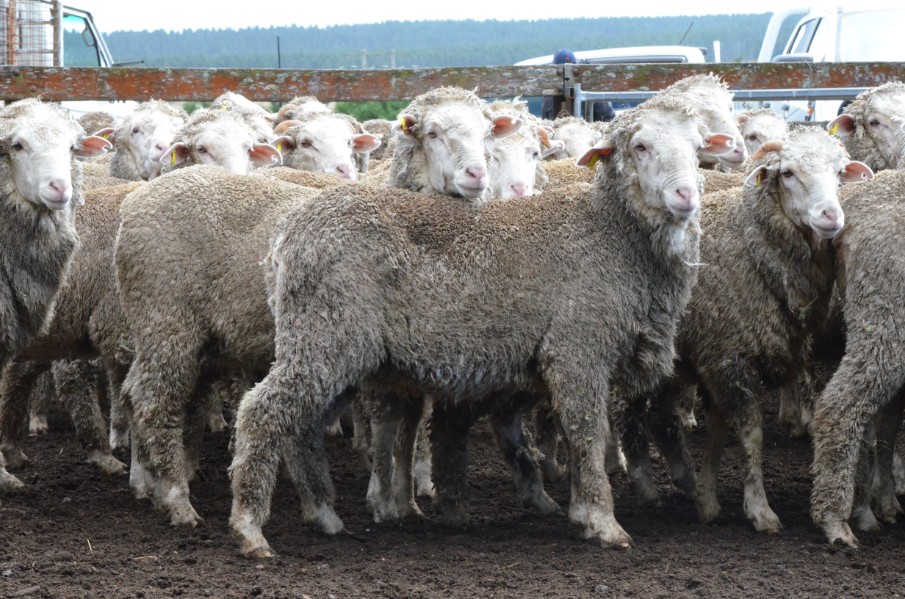 Lot 48 - 127 Wether Hoggets & Lambs | AuctionsPlus