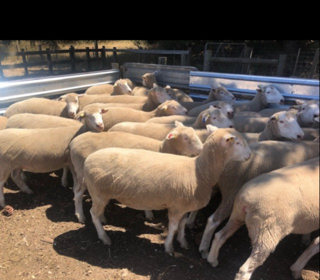 Lot 578 - 61 NSM Ewes | AuctionsPlus