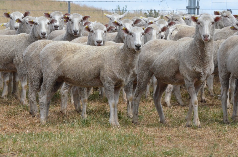Lot 33 - 150 NSM Ewes | AuctionsPlus