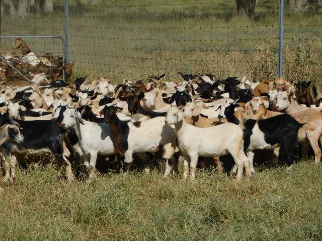 NATIONAL GOAT SALE - Auction 572 | AuctionsPlus