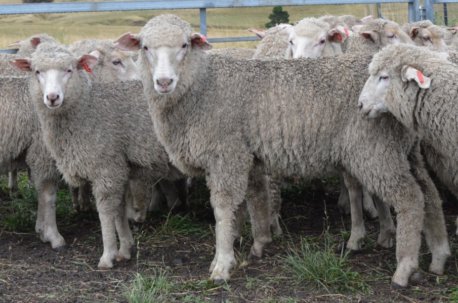 Lot 22 - 220 Future Breeder Ewe Lambs | AuctionsPlus