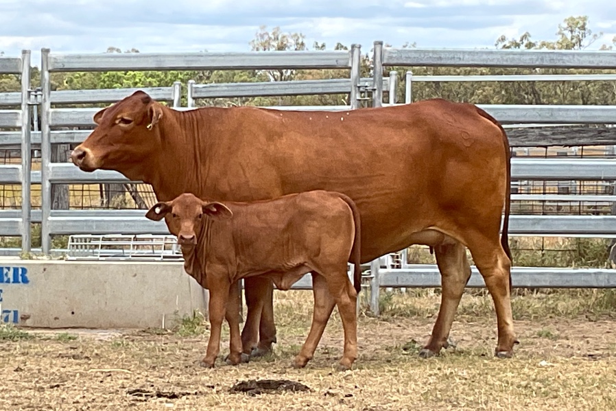 Lot 112 - 21 NSM Cows & 21 Calves | AuctionsPlus