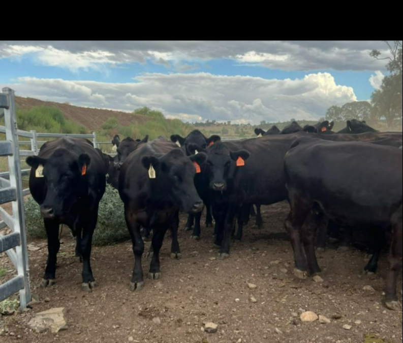 Lot 113 - 25 Cows & 25 Calves | AuctionsPlus