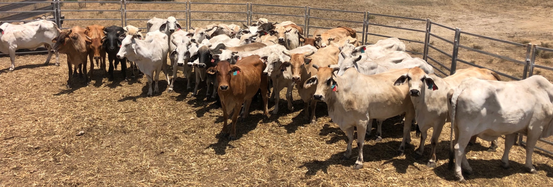Lot 111 - 33 Station Mated Cows & 33 Calves | AuctionsPlus