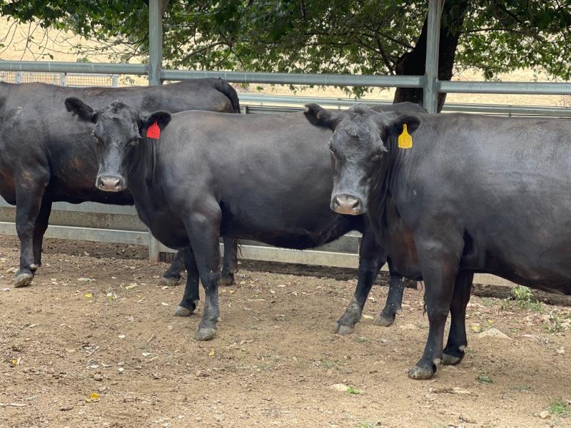 Lot 250 - 5 Station Mated Cows & 5 Calves | AuctionsPlus