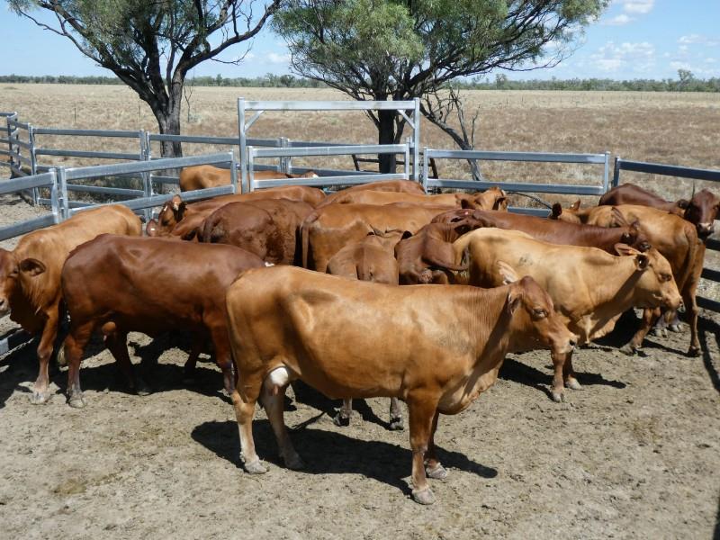 Lot 136 - 32 Station Mated Cows & 32 Calves | AuctionsPlus