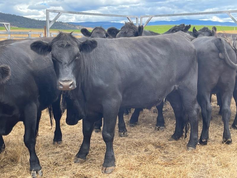 Lot 630 - 64 Steers | AuctionsPlus