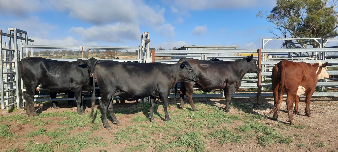 Lot 157 - 4 Station Mated Cows & 4 Calves | AuctionsPlus