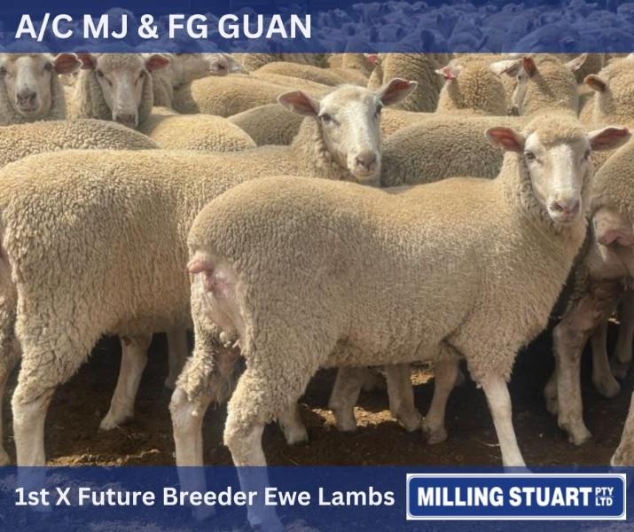 Pen 4 - 135 Future Breeder Ewe Lambs | AuctionsPlus