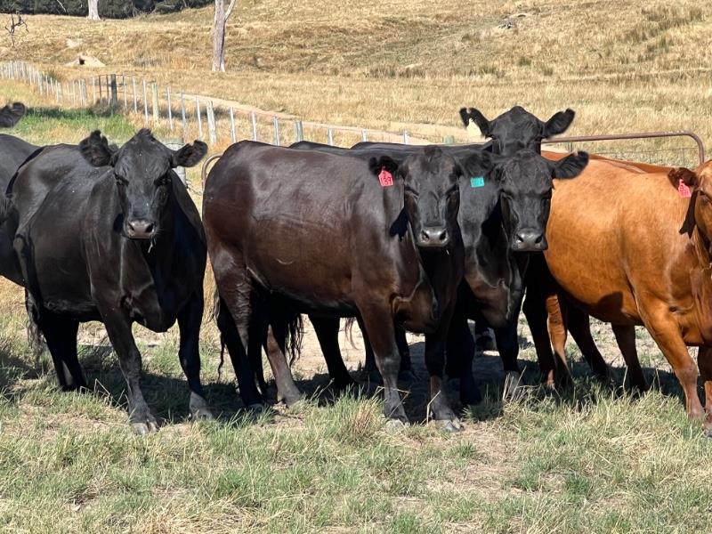 Lot 696 - 12 PTIC Cows | AuctionsPlus