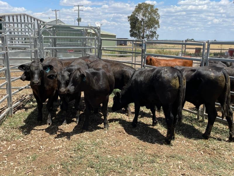 Lot 680 - 8 Weaned Steers | AuctionsPlus